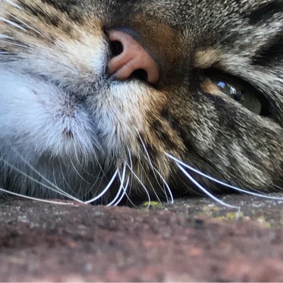 unbranded | Accessories | My Cleo Girl | Poshmark